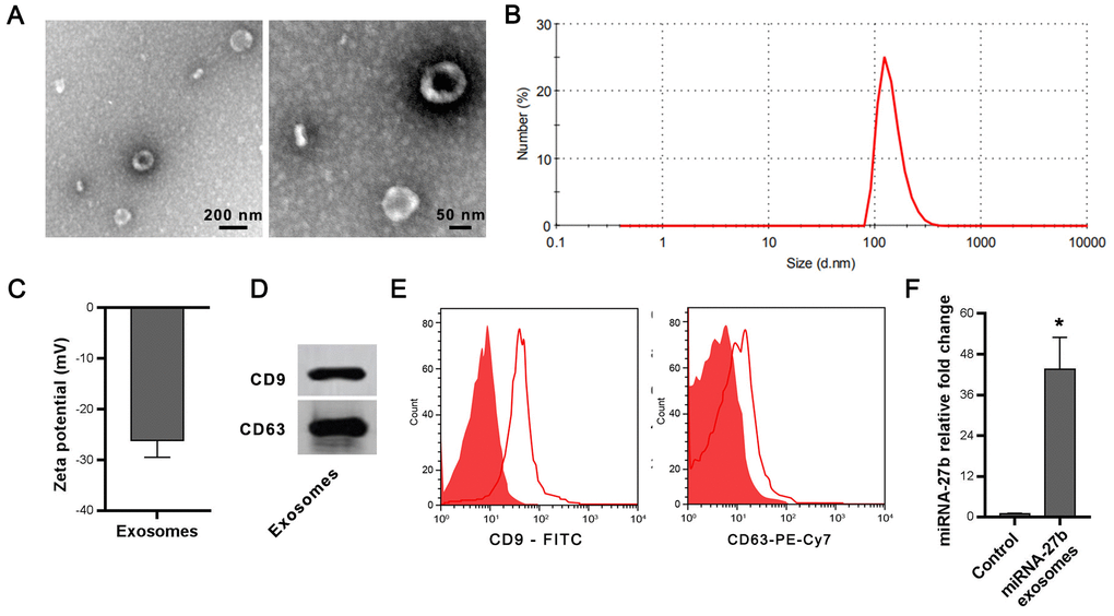The in vitro osteogenesis induction by a nano-hydroxyapatite composite ...