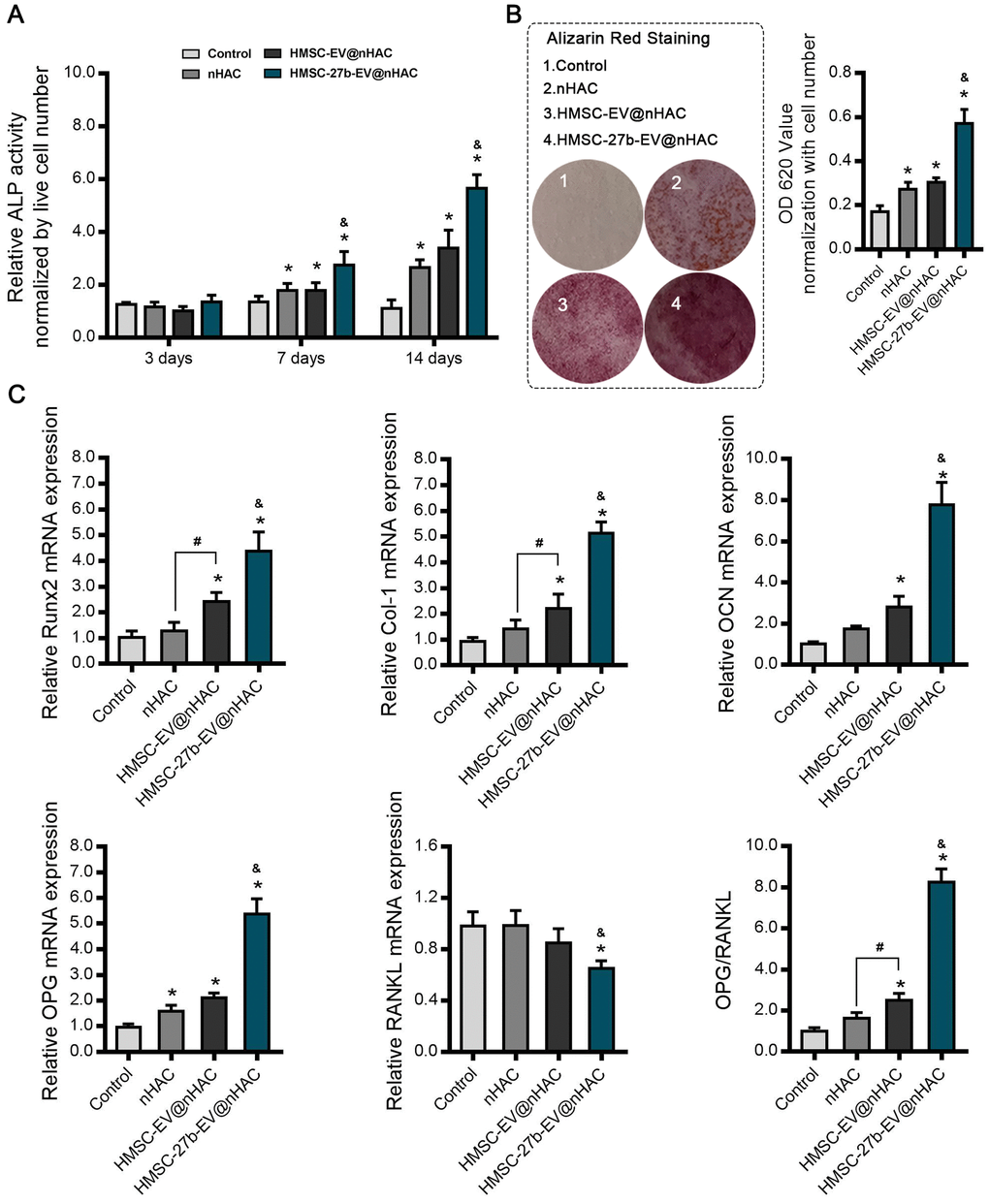 The in vitro osteogenesis induction by a nano-hydroxyapatite composite ...