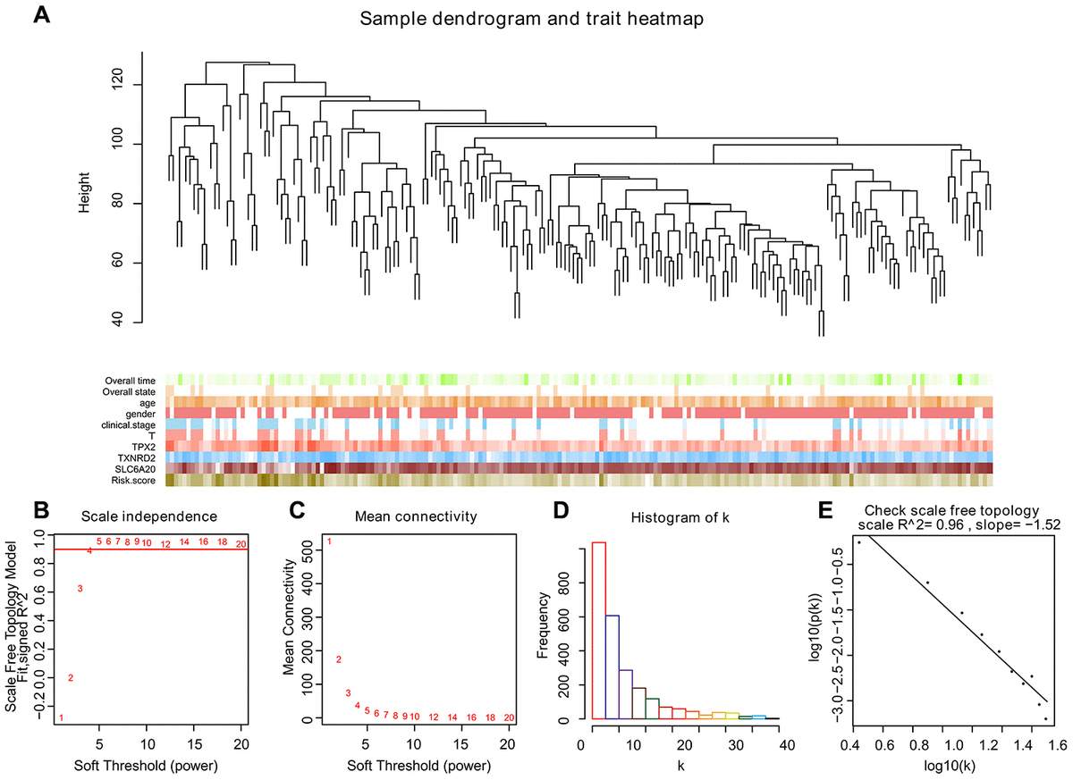 Three-gene risk model in papillary renal cell carcinoma: a robust ...