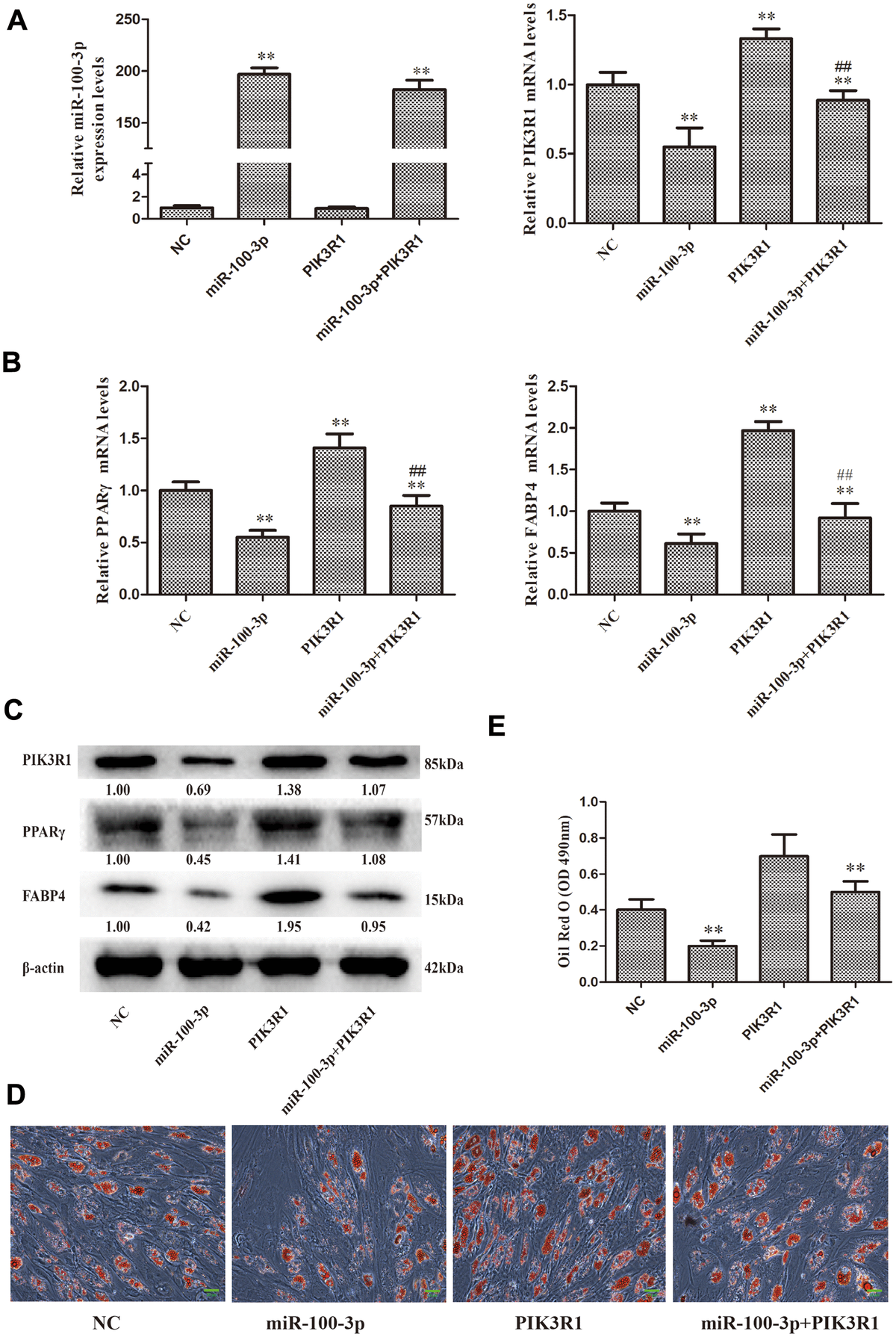miR-100-3p inhibits the adipogenic differentiation of hMSCs by ...