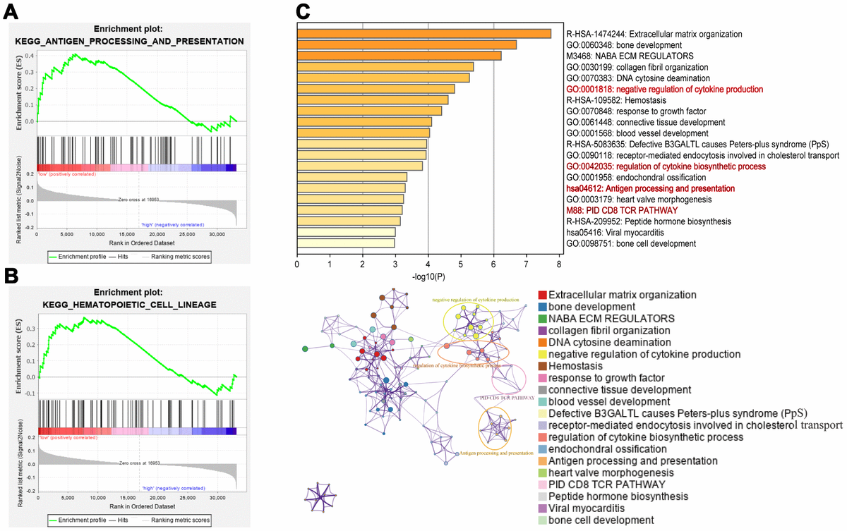Identification of immune-related LncRNA for predicting prognosis and ...