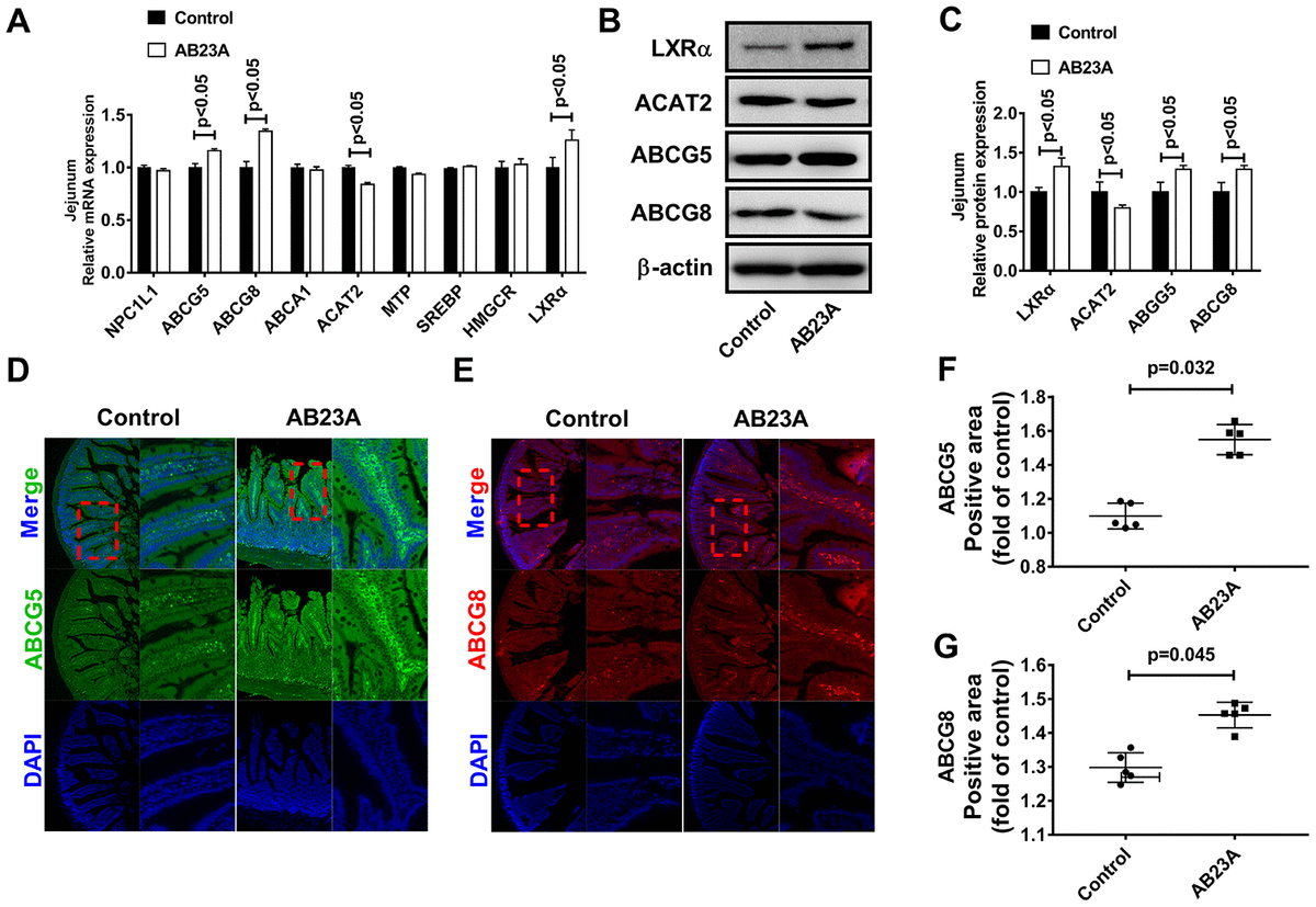 Alisol B 23-acetate activates ABCG5/G8 in the jejunum via the LXRα ...