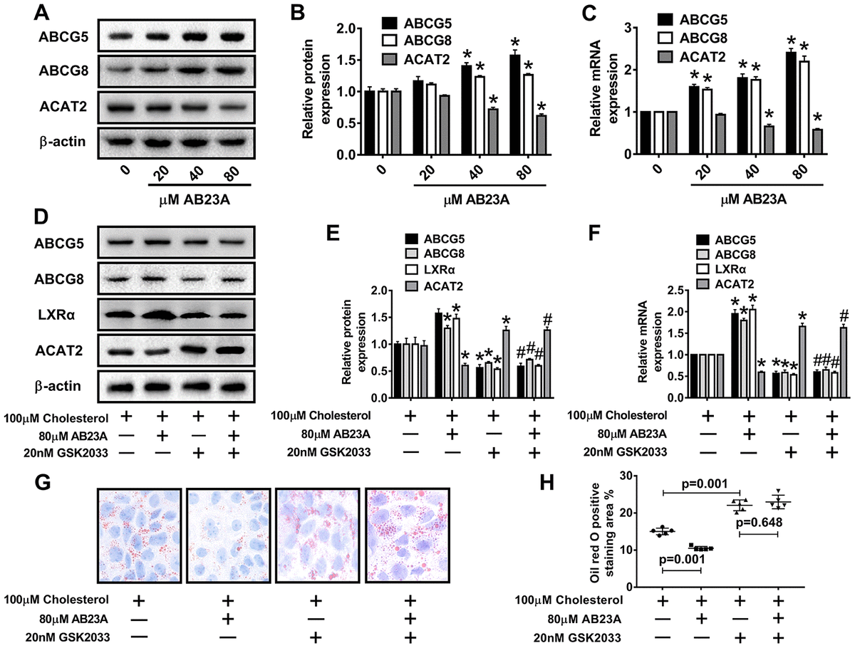 Alisol B 23-acetate activates ABCG5/G8 in the jejunum via the LXRα ...