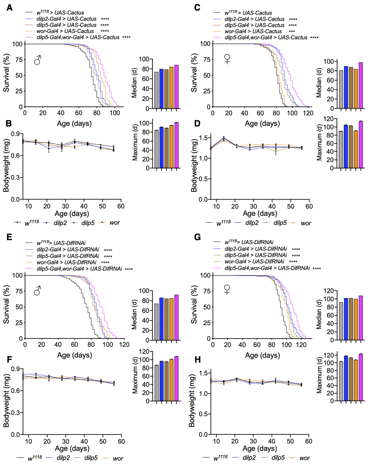 Control of lifespan and survival by Drosophila NF-κB signaling through ...