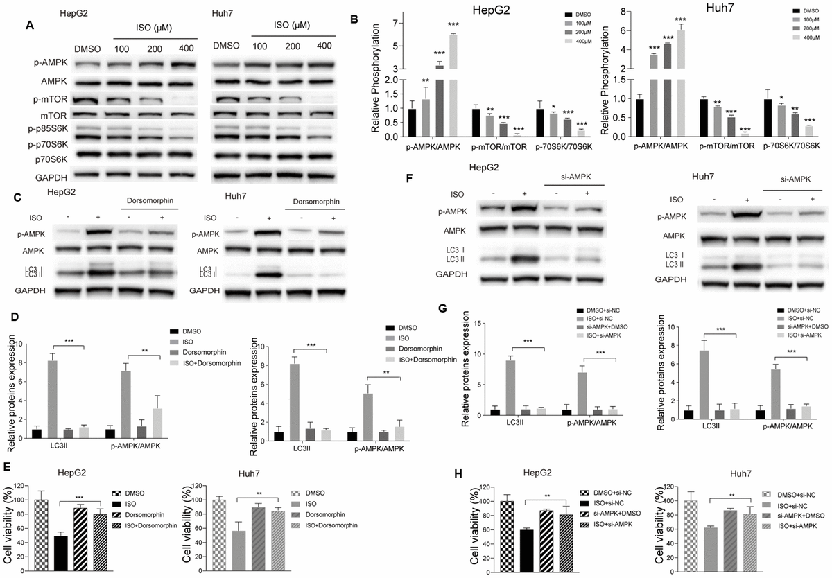 Isoquercitrin induces apoptosis and autophagy in hepatocellular ...