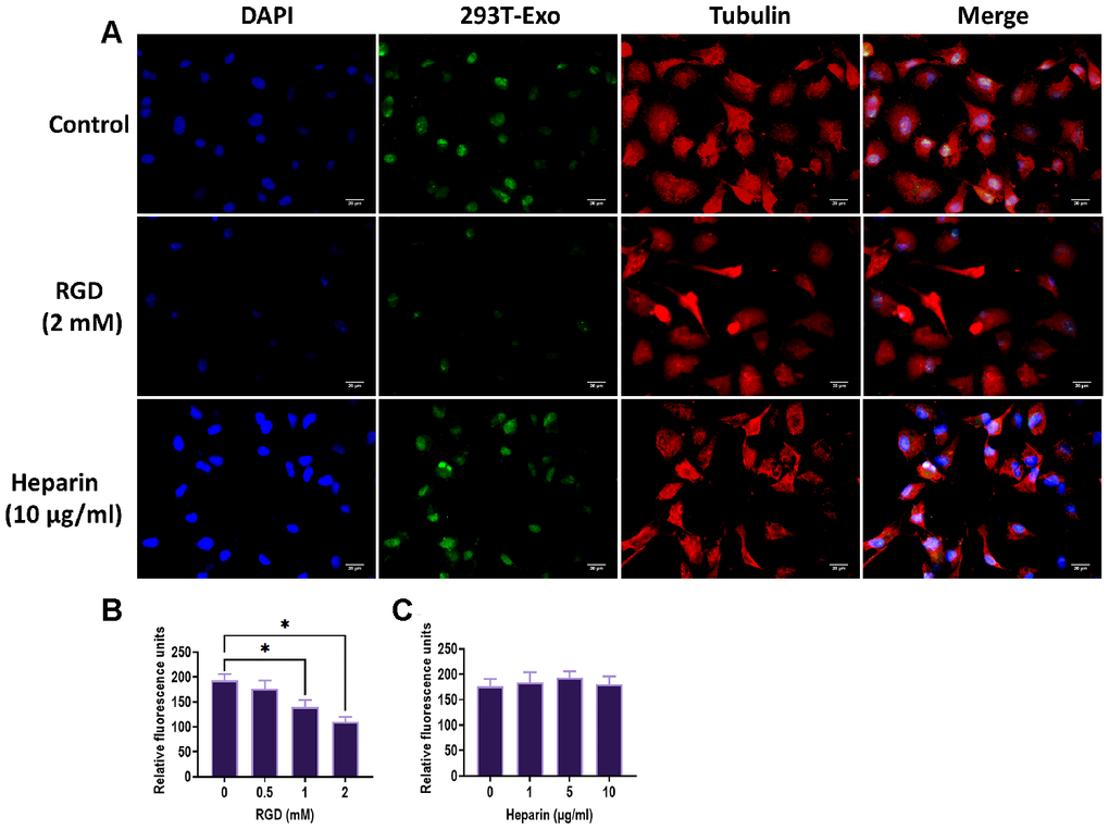 Exosomes derived from BDNF-expressing 293T attenuate ischemic retinal ...