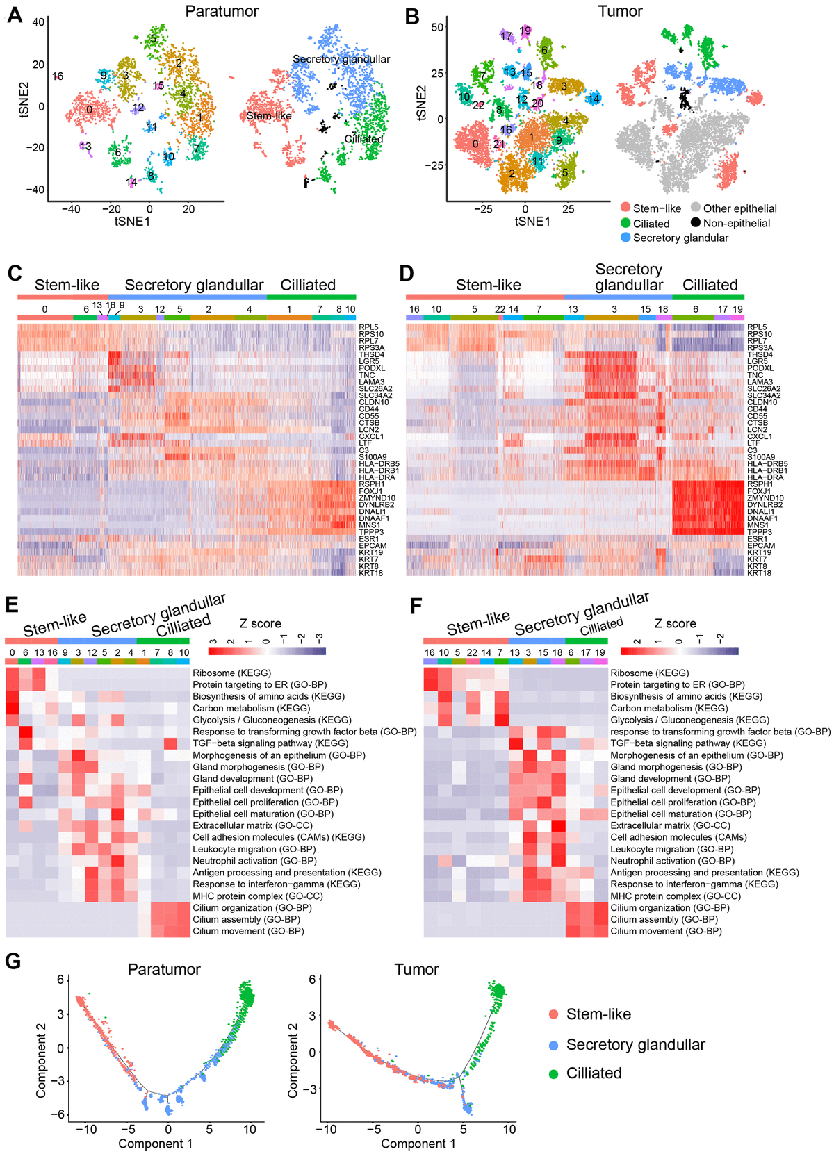 Phenotyping of immune and endometrial epithelial cells in endometrial ...