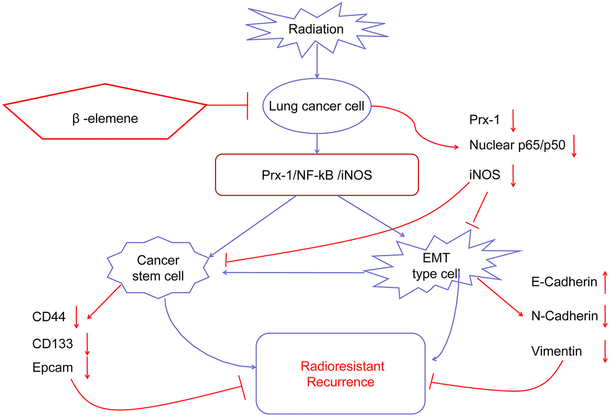 β-Elemene enhances radiosensitivity in non-small-cell lung cancer by ...