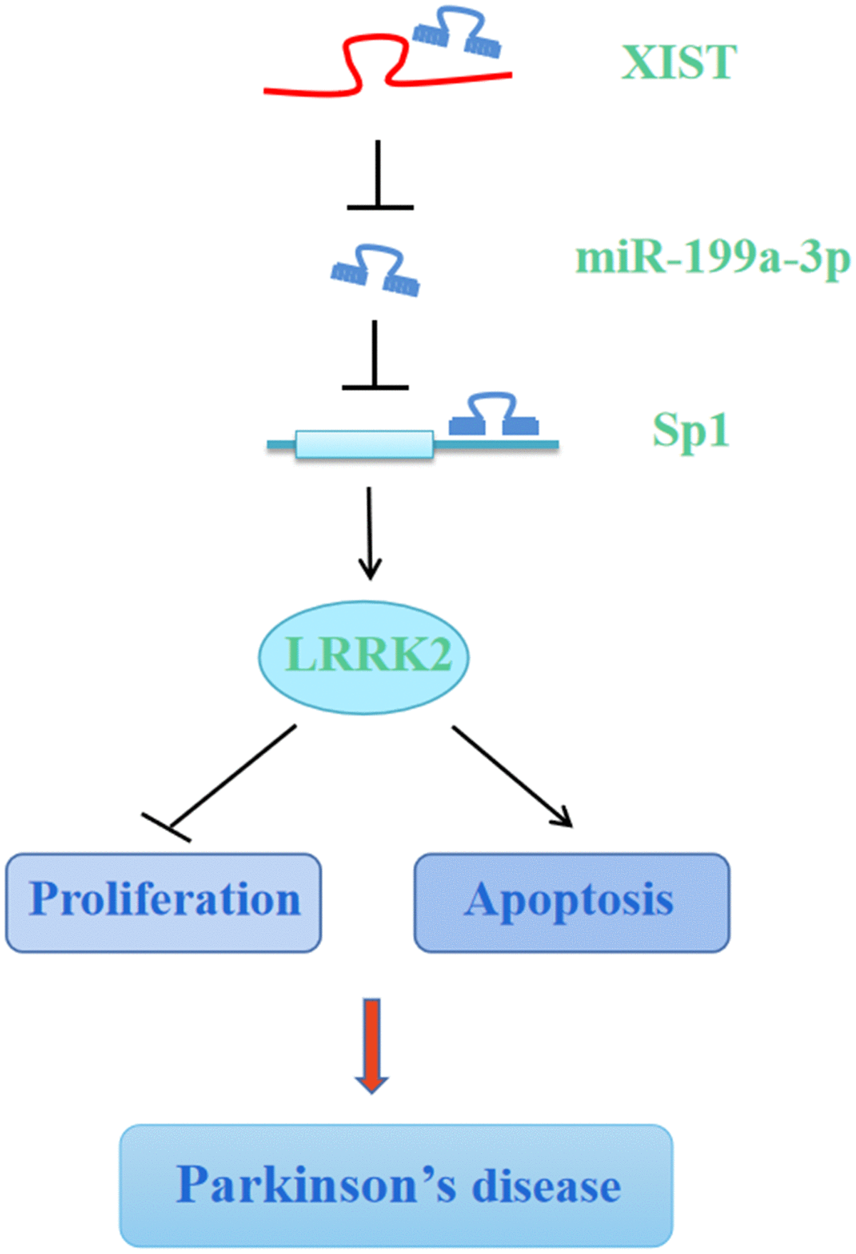 LncRNA XIST sponges miR-199a-3p to modulate the Sp1/LRRK2 signal ...