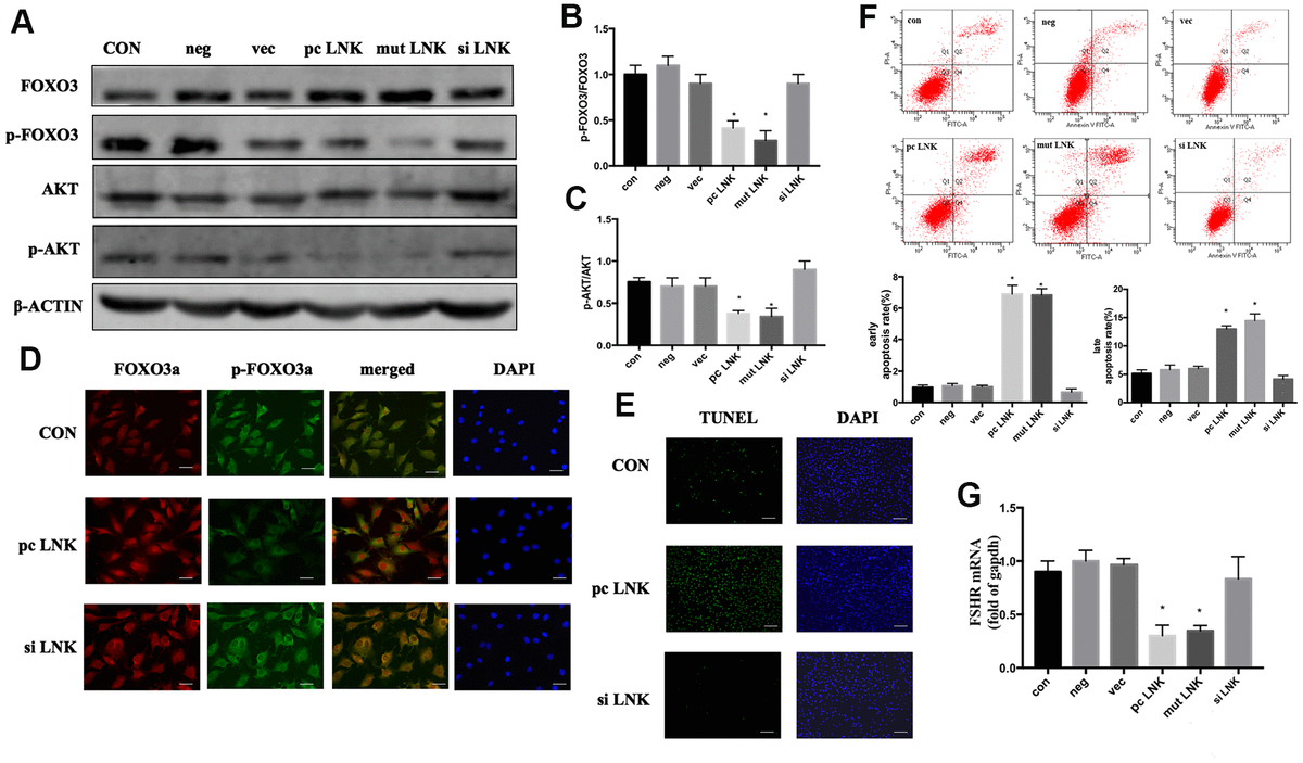 LNK promotes granulosa cell apoptosis in PCOS via negatively regulating ...