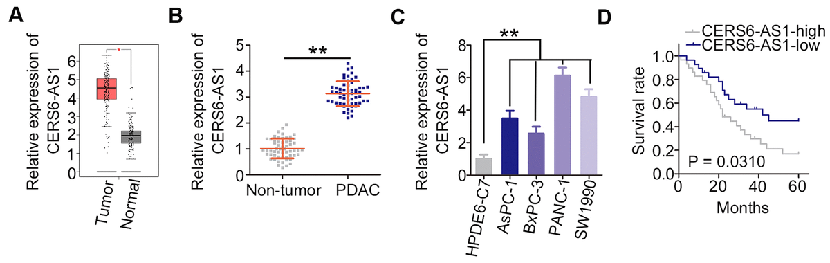 Long non-coding RNA CERS6-AS1 facilitates the oncogenicity of ...