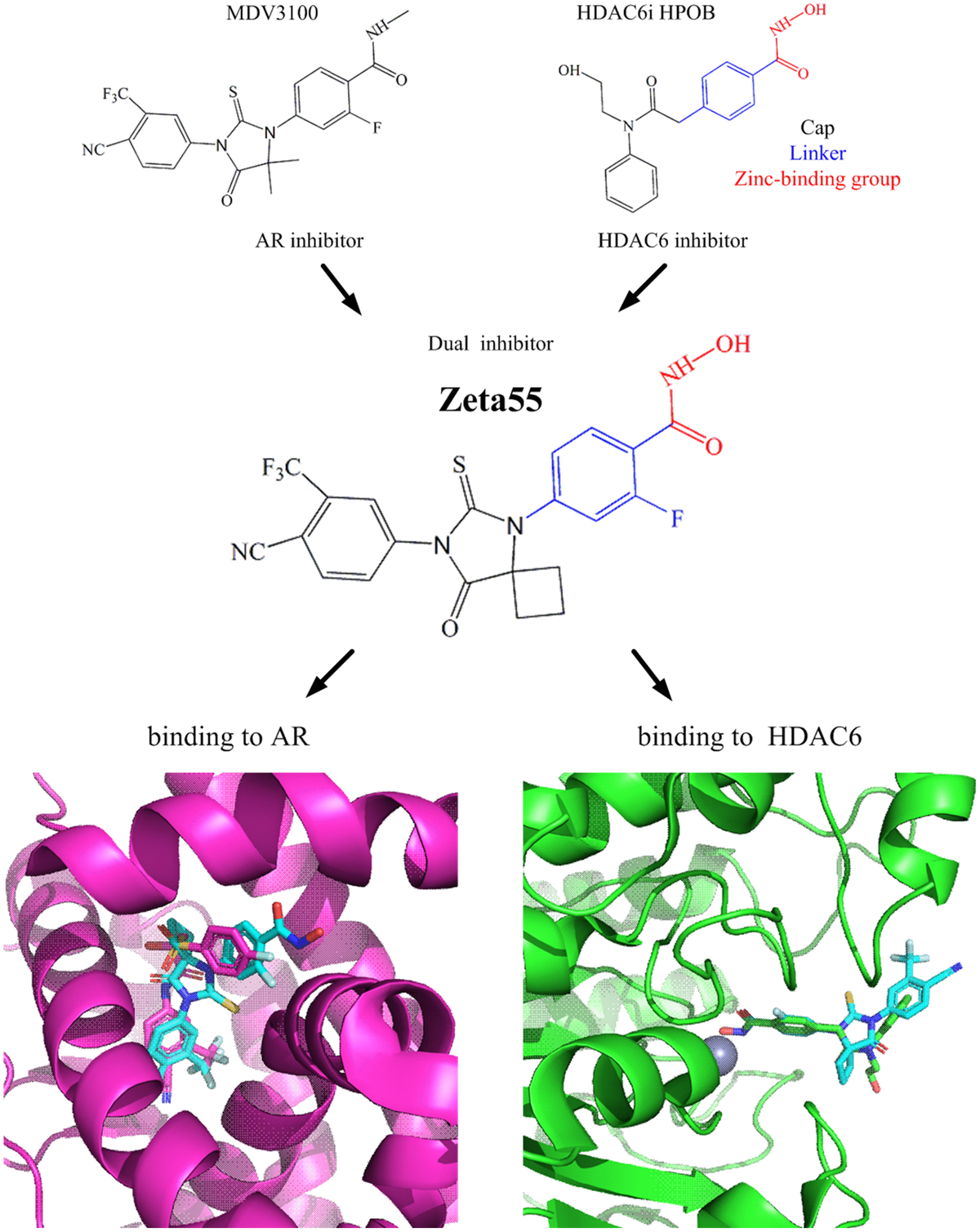 Discovery of a novel AR/HDAC6 dual inhibitor for prostate cancer ...