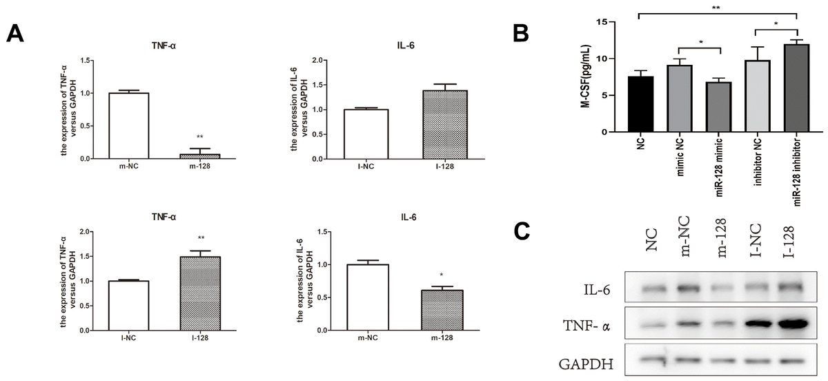 miR-128 participates in the pathogenesis of slow transit constipation ...