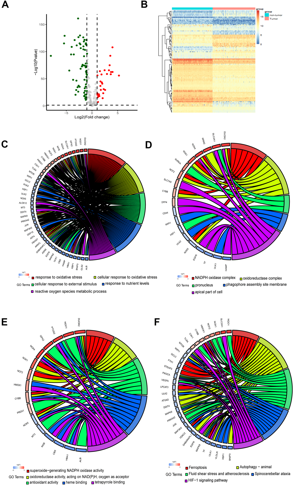 The Construction And Analysis Of A Ferroptosis Related Gene Prognostic