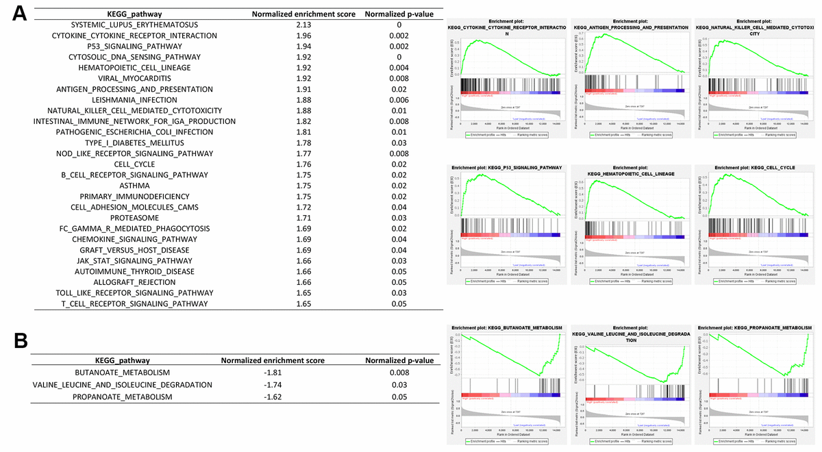 RIPK2 is an unfavorable prognosis marker and a potential therapeutic target in human kidney ...