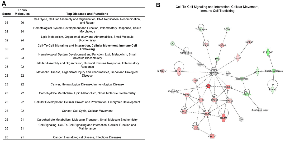 RIPK2 is an unfavorable prognosis marker and a potential therapeutic target in human kidney ...