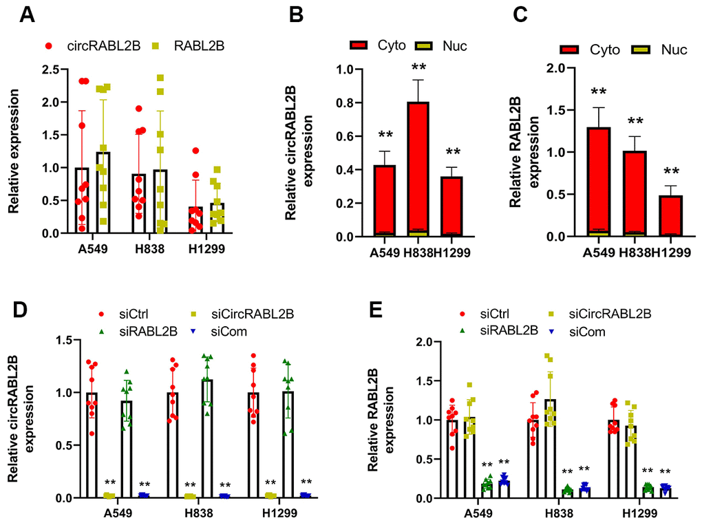 The circular RNA circRABL2B promotes non-small cell lung cancer ...