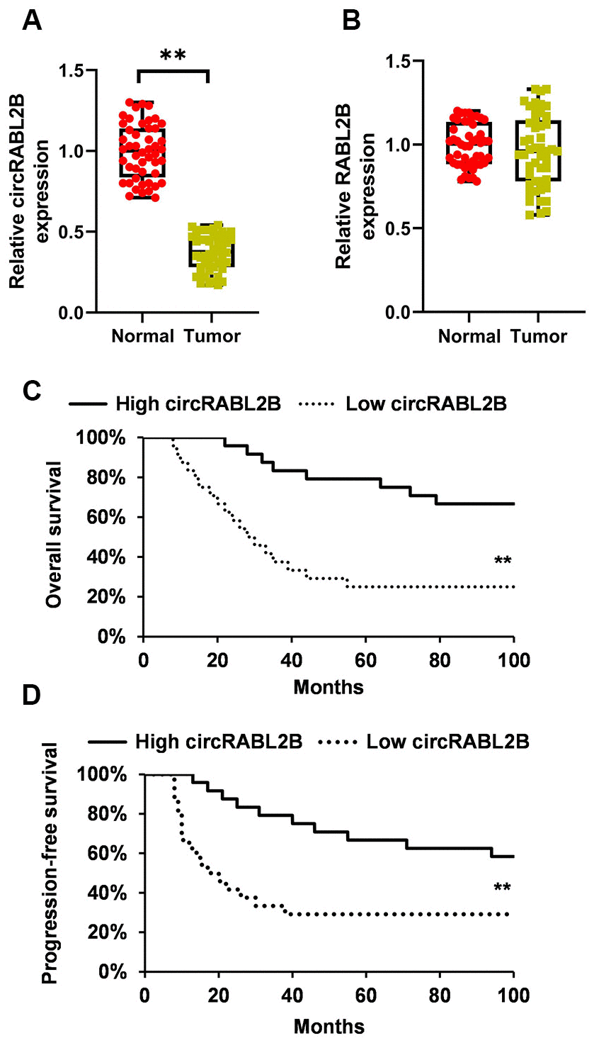 The circular RNA circRABL2B promotes non-small cell lung cancer ...