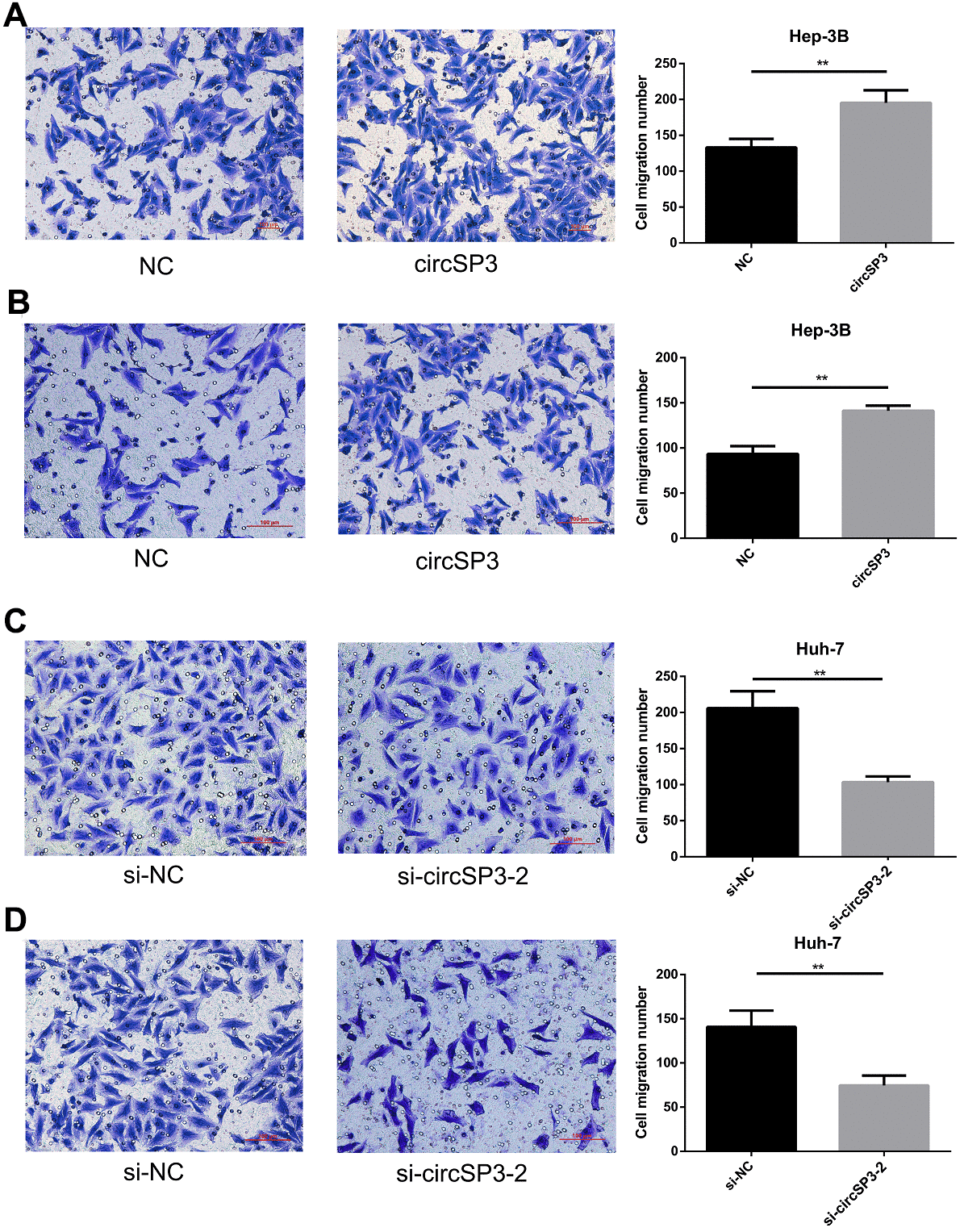 Circular Rna Circsp3 Promotes Hepatocellular Carcinoma Growth By