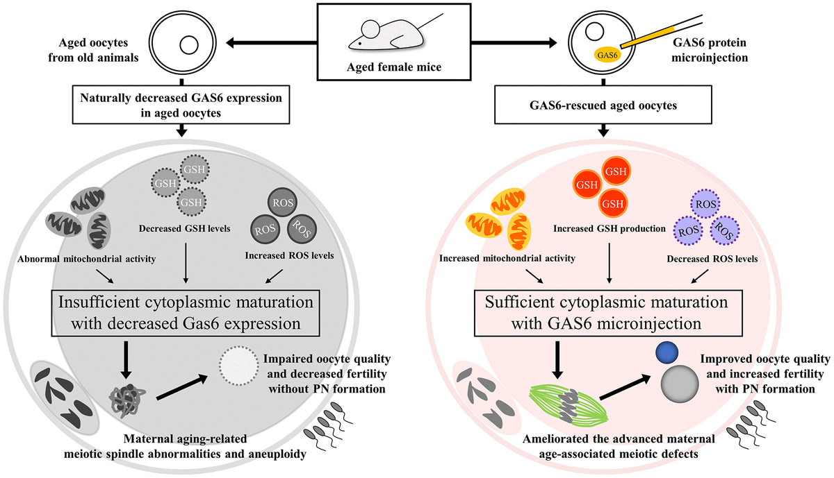 GAS6 ameliorates advanced age-associated meiotic defects in mouse ...