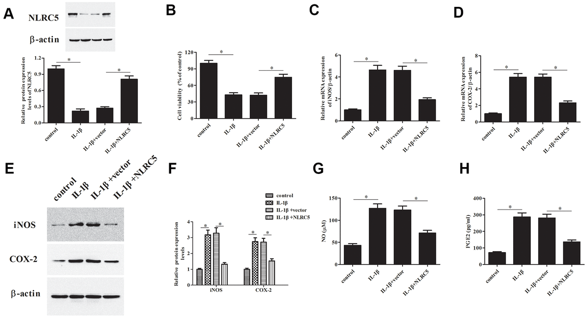 NLRC5 attenuates inflammatory response in IL-1β-stimulated human ...