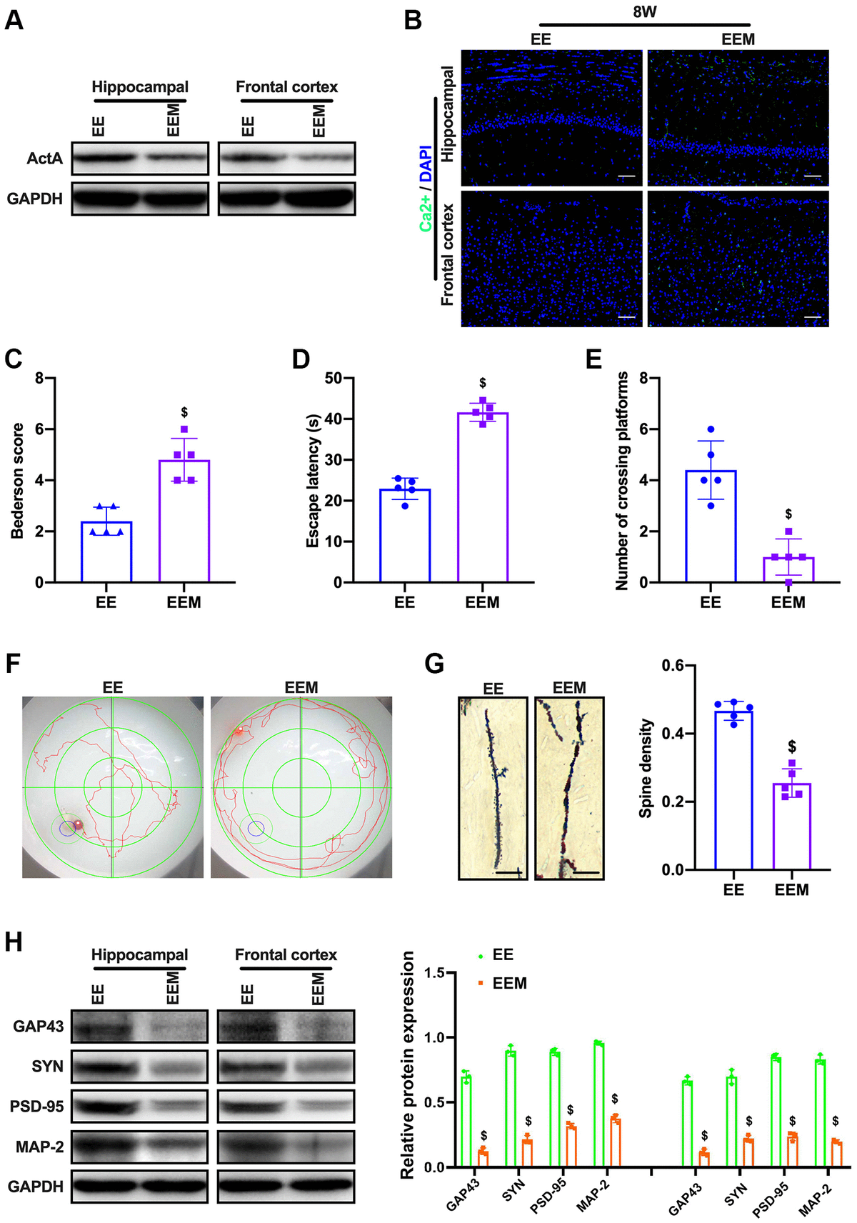 Aging | Enriched environment remedies cognitive dysfunctions and ...