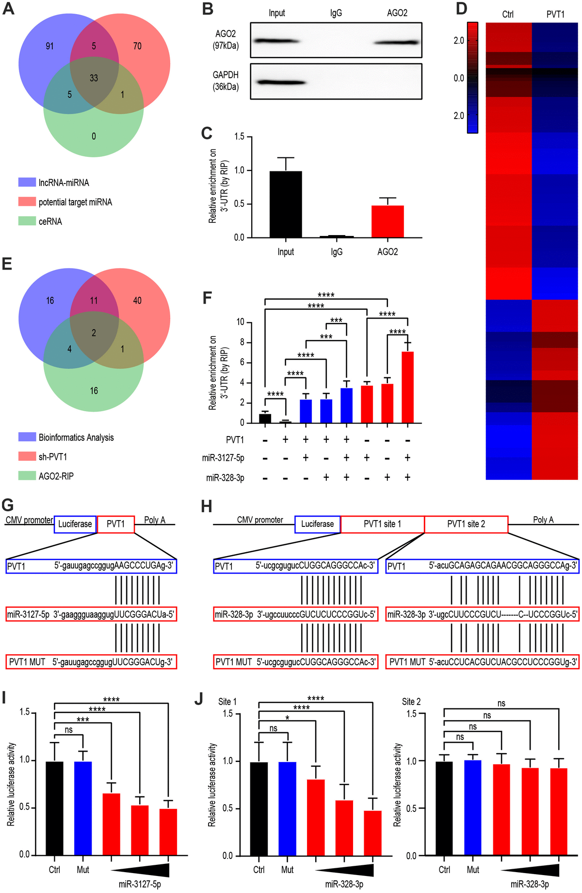The Cerna Pvt1 Inhibits Proliferation Of Ccrcc Cells By Sponging Mir
