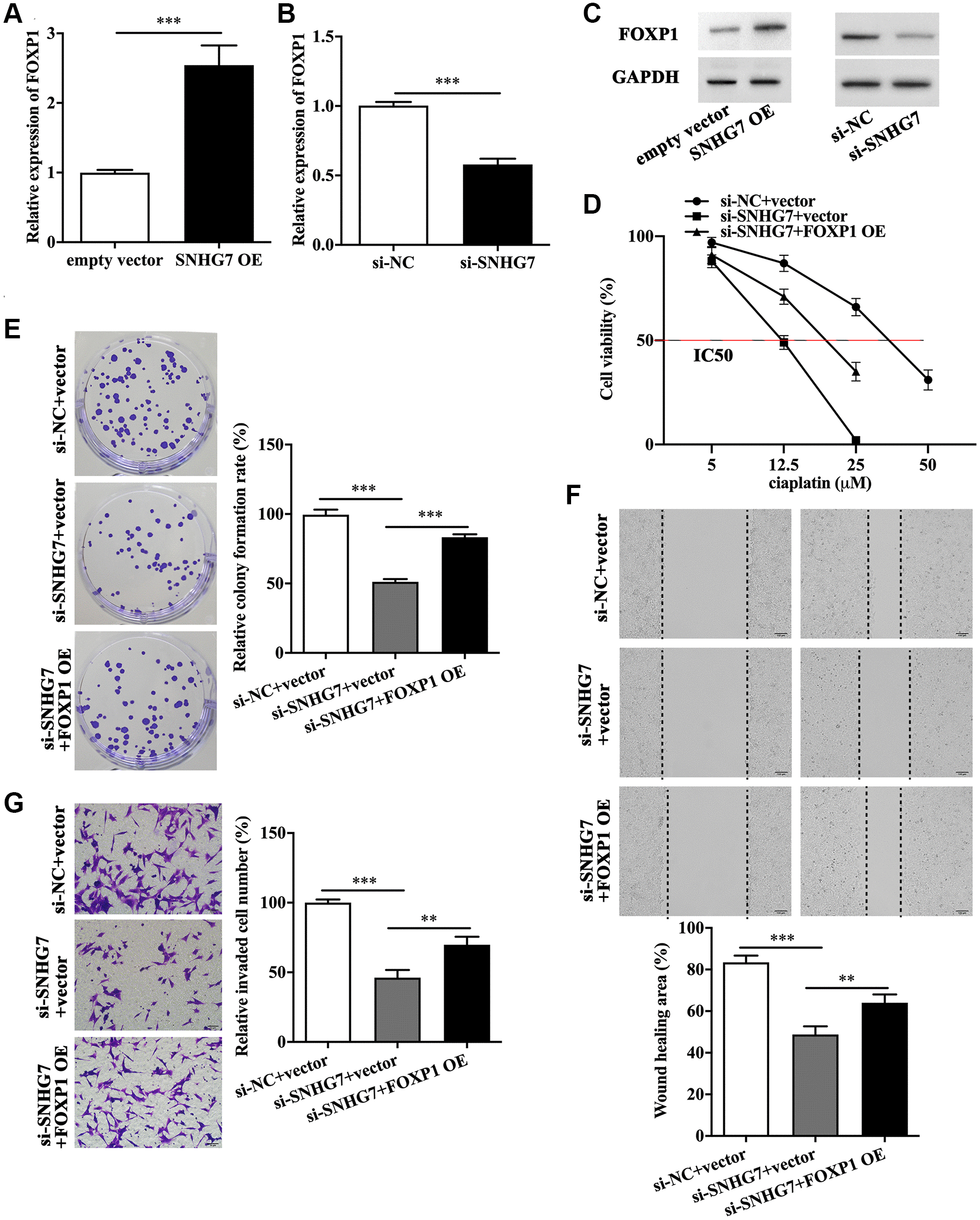 LncRNA SNHG7 governs malignant phenotypes of cervical cancer cells via ...