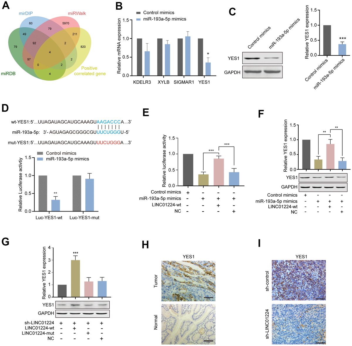 LINC01224 promotes gastric cancer development via miR-193a-5p/YES1 ...