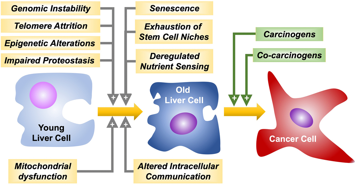 Impact of aging on primary liver cancer: epidemiology, pathogenesis and ...