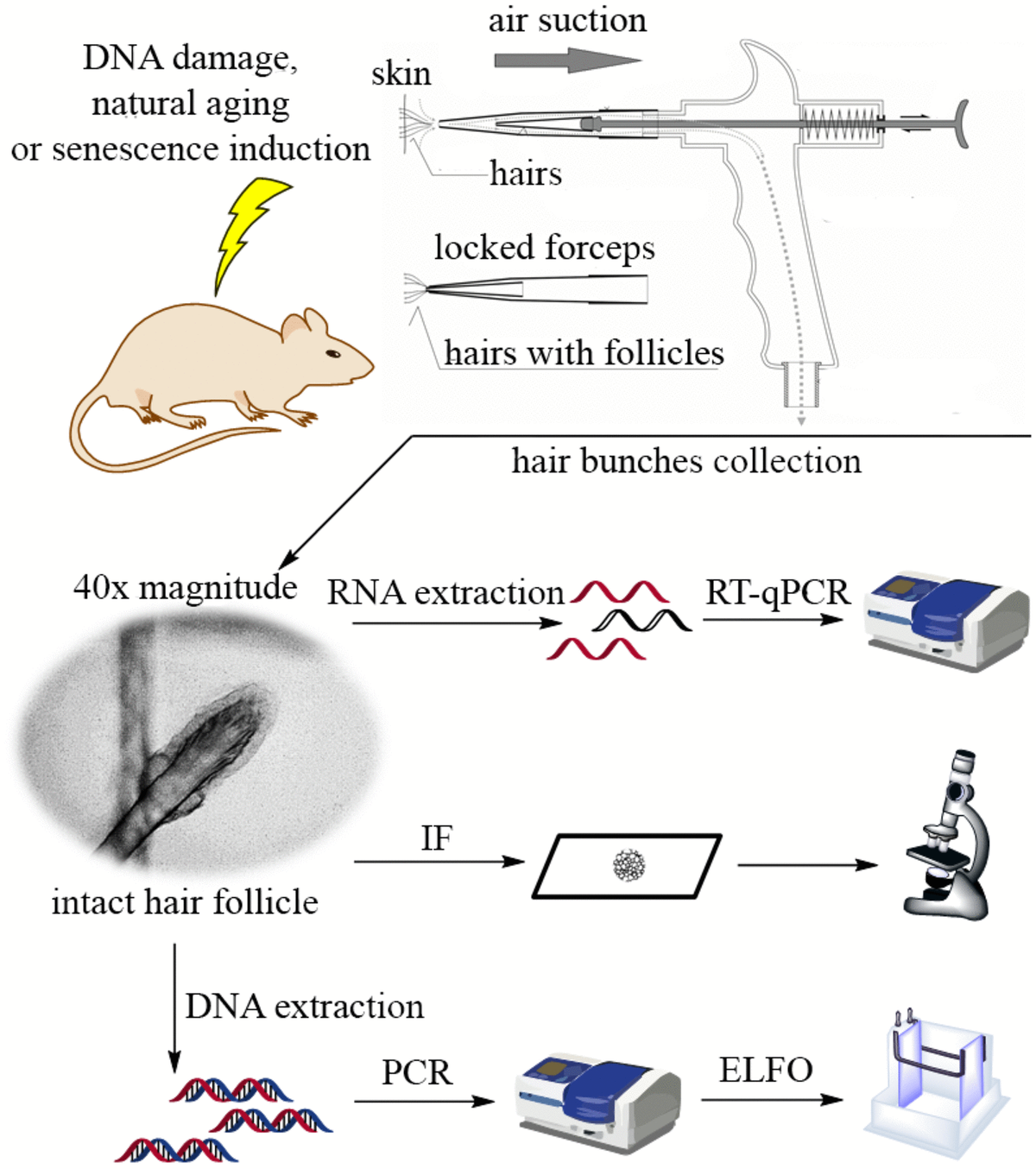 An efficient, non-invasive approach for in-vivo sampling of hair ...