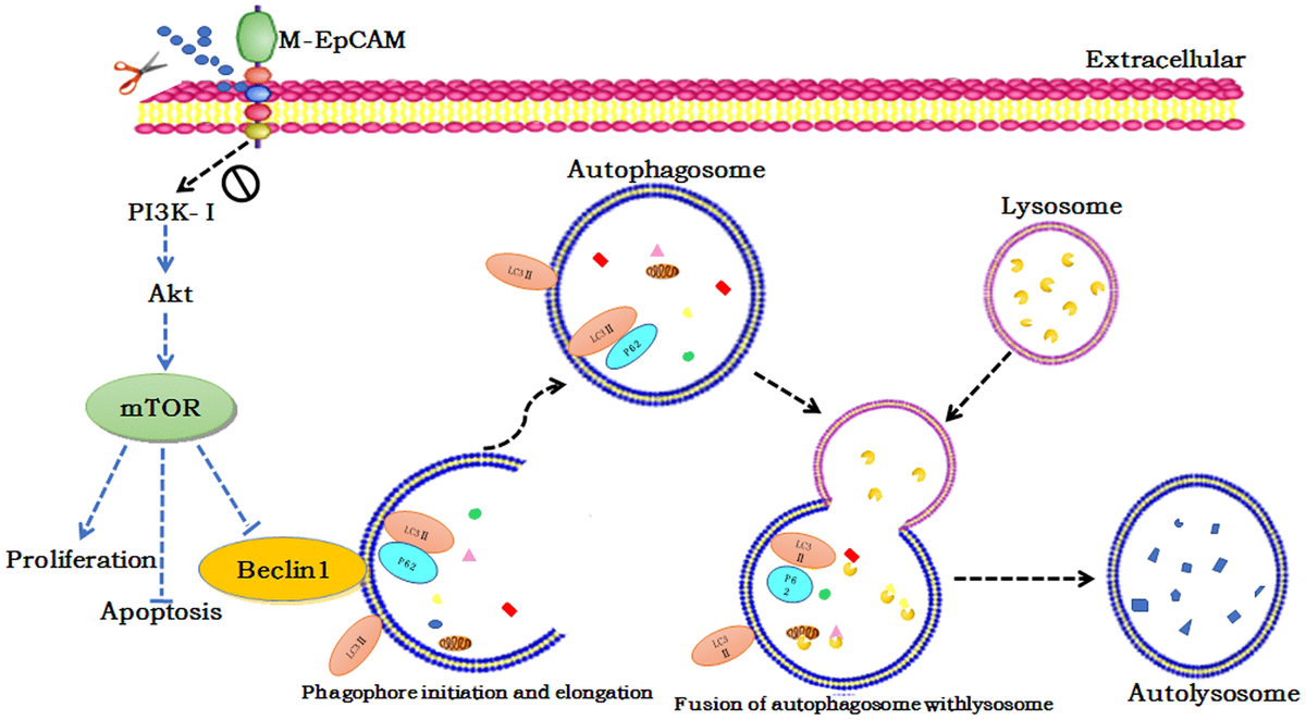 Deglycosylated Epcam Regulates Proliferation By Enhancing Autophagy Of