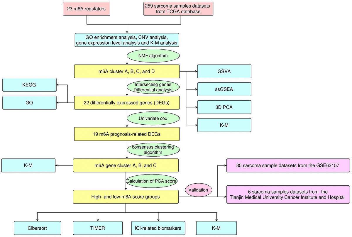 m6A regulator-mediated methylation modification patterns and tumor immune microenvironment in ...