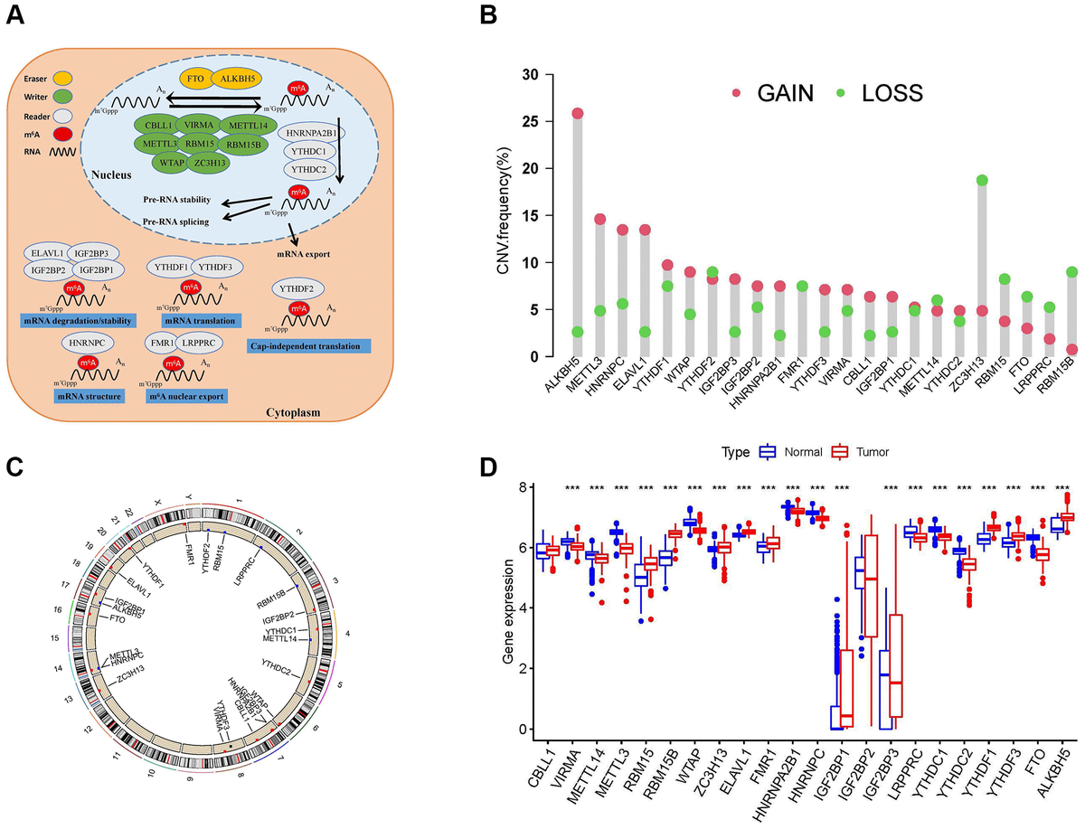 m6A regulator-mediated methylation modification patterns and tumor immune microenvironment in ...