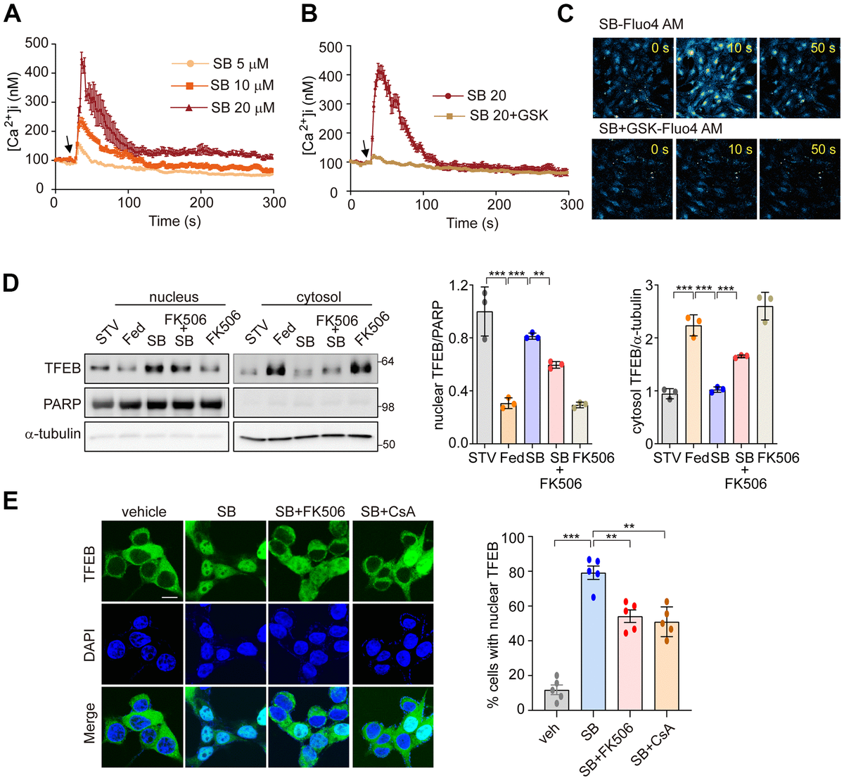 PERK activation by SB202190 ameliorates amyloidogenesis via the TFEB ...