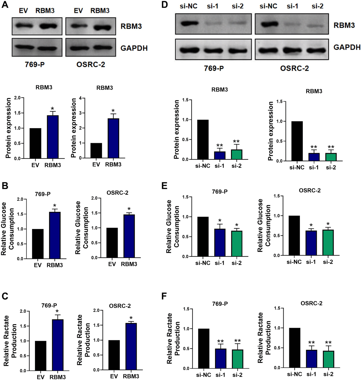 RBM3 promotes aerobic glycolysis and chemoresistance in renal clear ...