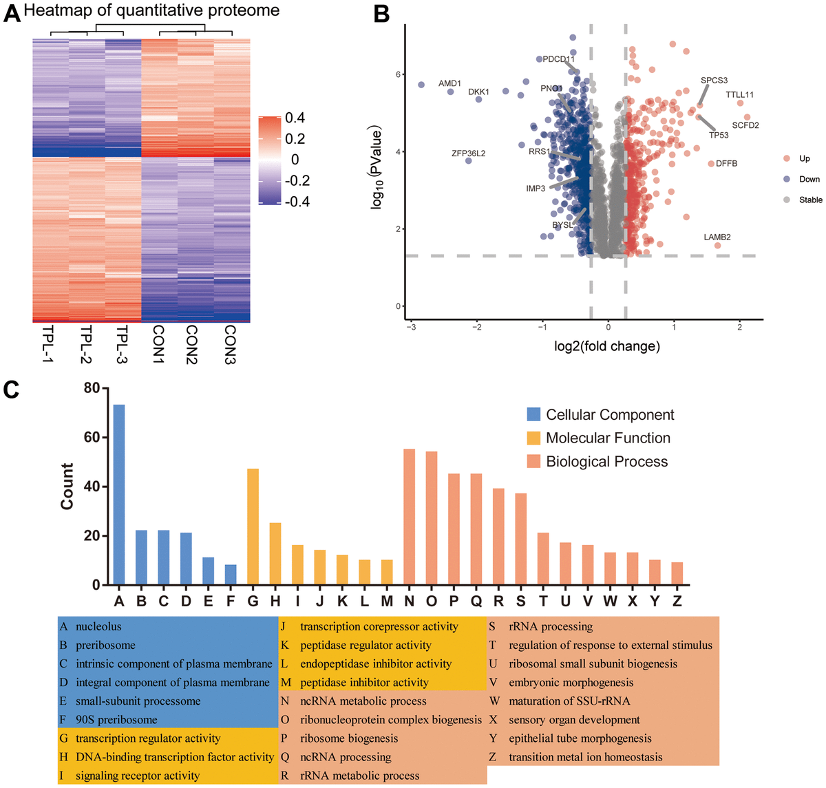 Mechanisms of action of triptolide against colorectal cancer: insights ...