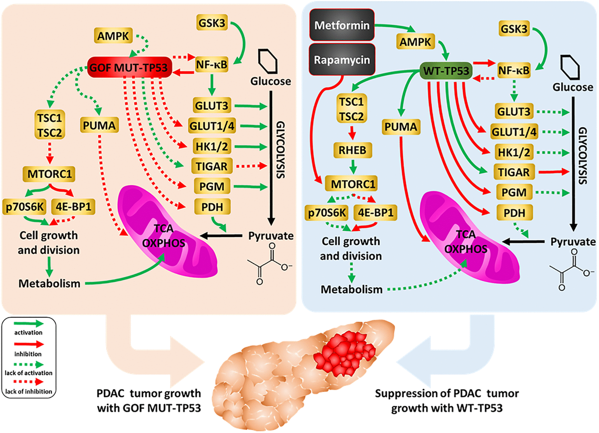 Wild Type And Gain Of Function Mutant Tp53 Can Regulate The Sensitivity