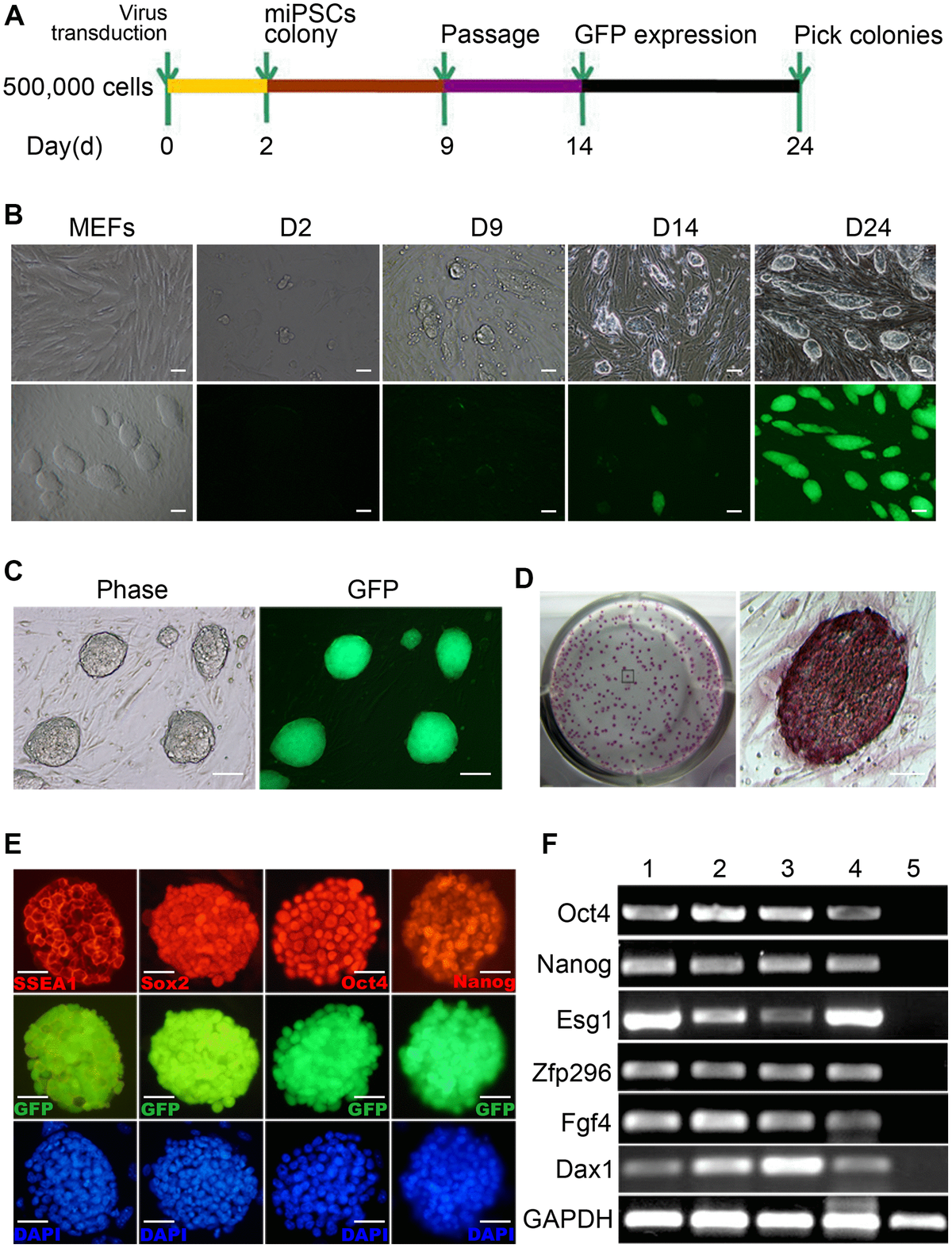 A real-time pluripotency reporter for the long-term and real-time ...