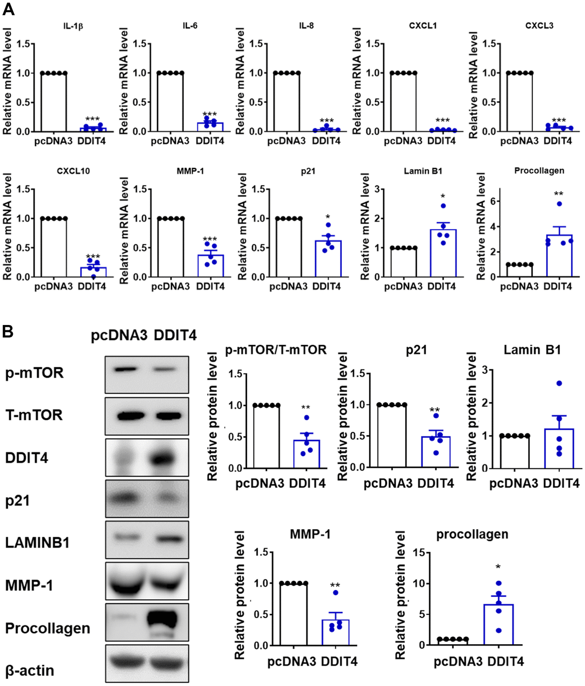 Histone deacetylase 4 reverses cellular senescence via DDIT4 in dermal ...
