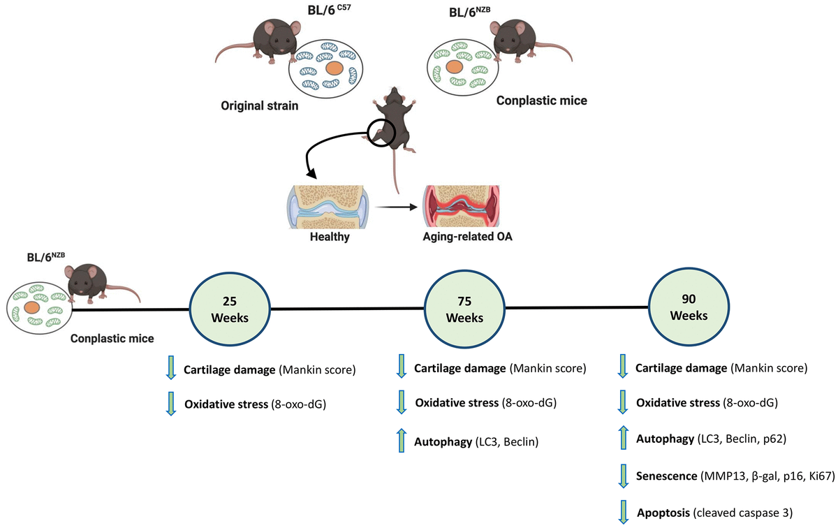 mtDNA variability determines spontaneous joint aging damage in a ...