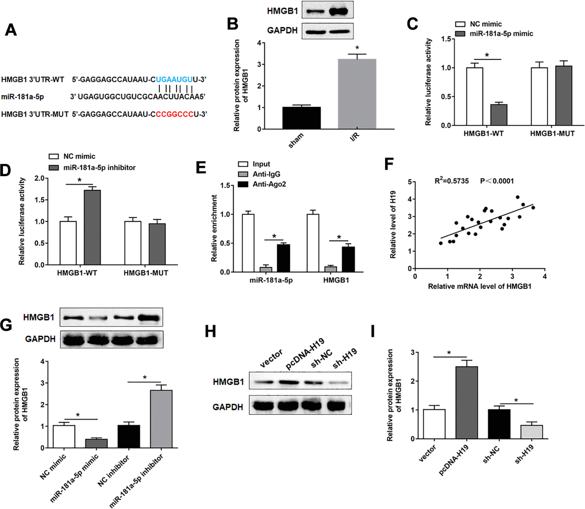 Long non-coding RNA H19 contributes to spinal cord ischemia/reperfusion ...