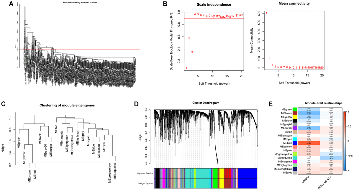 CENPA regulates tumor stemness in lung adenocarcinoma - Figure f2 | Aging