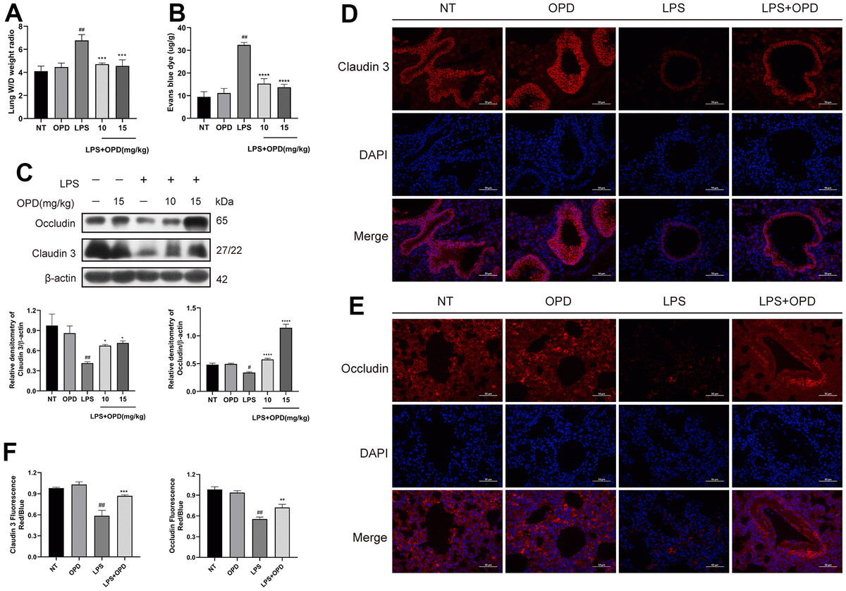 Oxypeucedanin relieves LPS-induced acute lung injury by inhibiting the ...