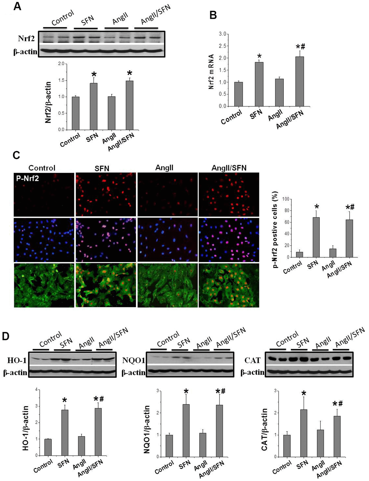 Sulforaphane inhibits angiotensin II-induced cardiomyocyte apoptosis by ...