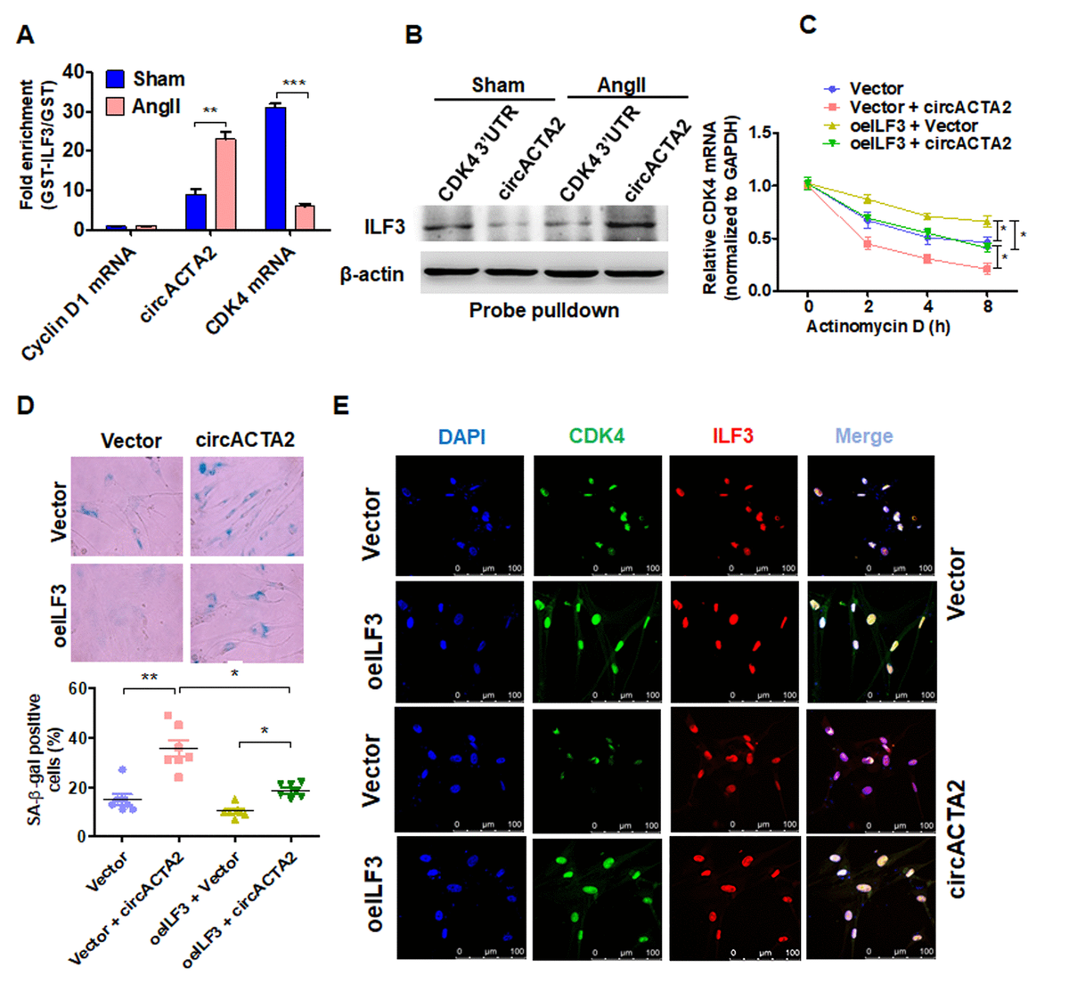 Correction for: circACTA2 mediates Ang II-induced VSMC senescence by ...