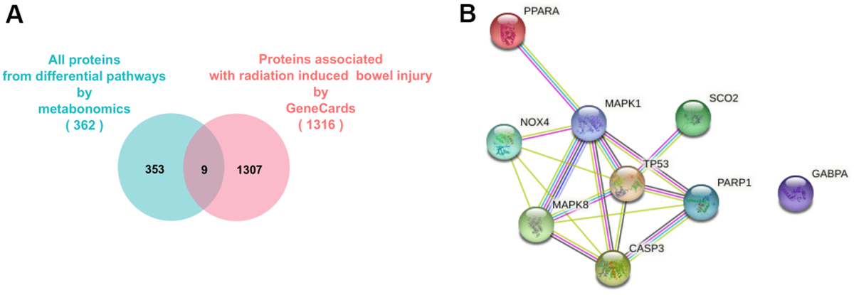 A multi-omics approach based on 1H-NMR metabonomics combined with target protein analysis to ...