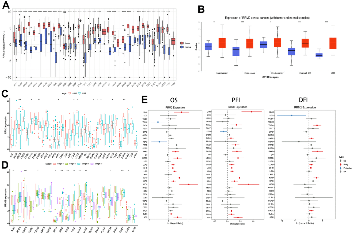 Comprehensive bioinformatics analysis of ribonucleoside diphosphate reductase subunit M2(RRM2 ...