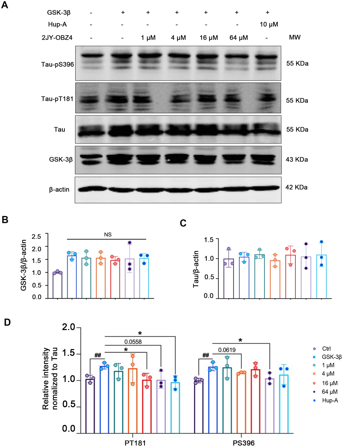 Novel small molecular compound 2JY-OBZ4 alleviates AD pathology in cell ...