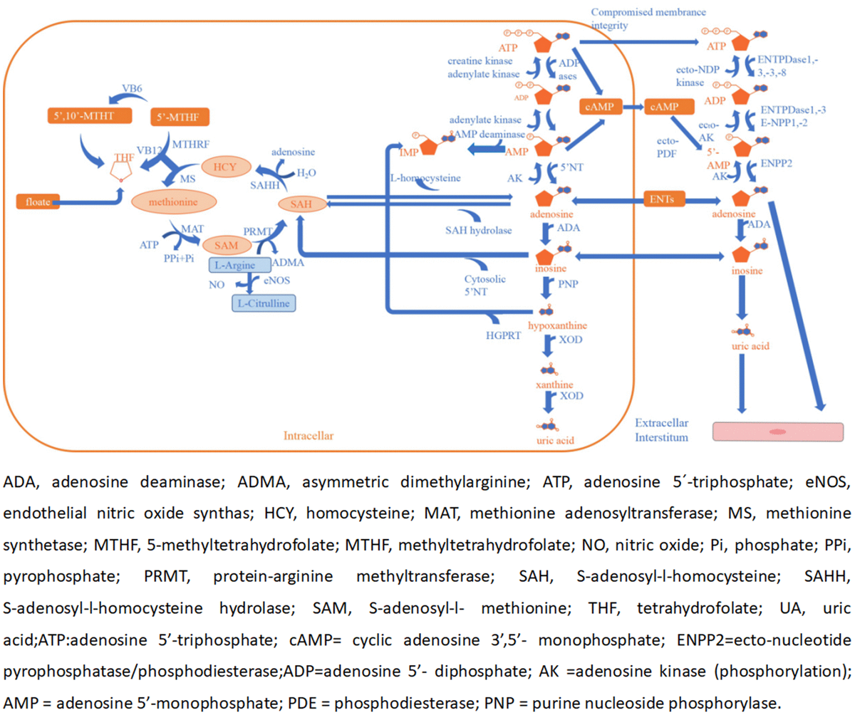 Serum adenosine deaminase activity and acute cerebral infarction: a ...